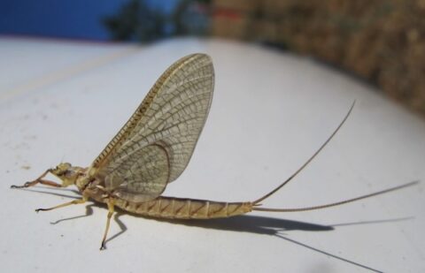 The Difference Between a Mayfly, BWO, and PMD - Identafly