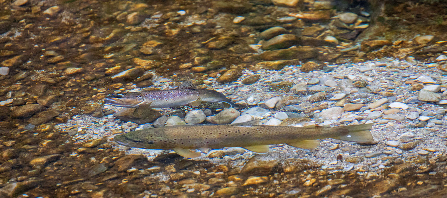 Trout Spawning Seasons and Why You Should Avoid Redds - Identafly